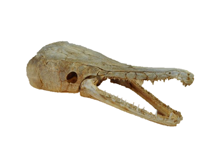 Fossiel bewijs voor evolutie van de amfibieën – De evolutietheorie ...